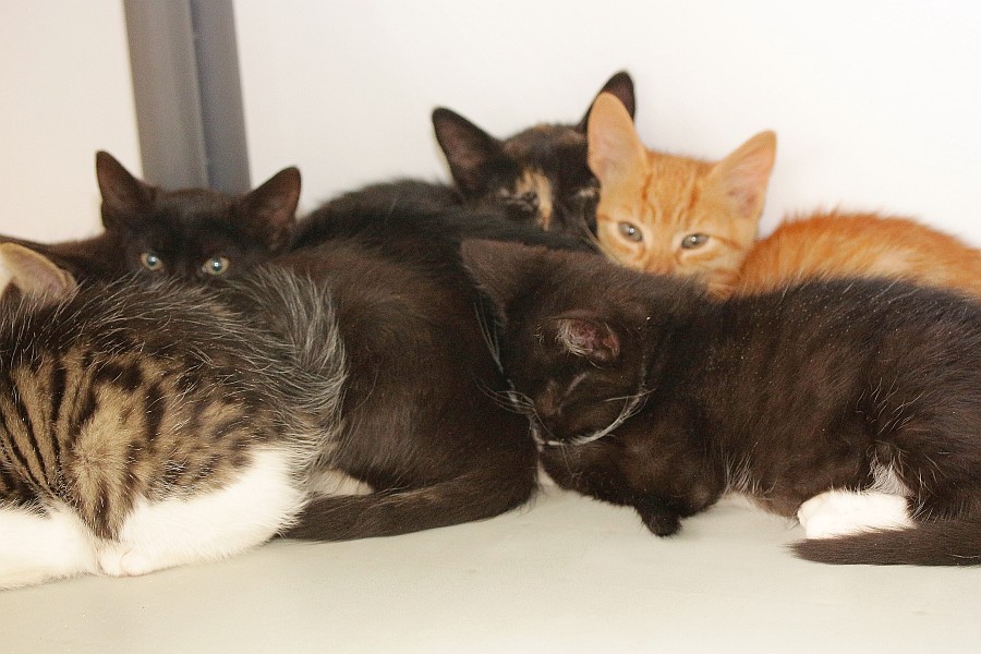 Vergabekatzen | Katzenfreunde